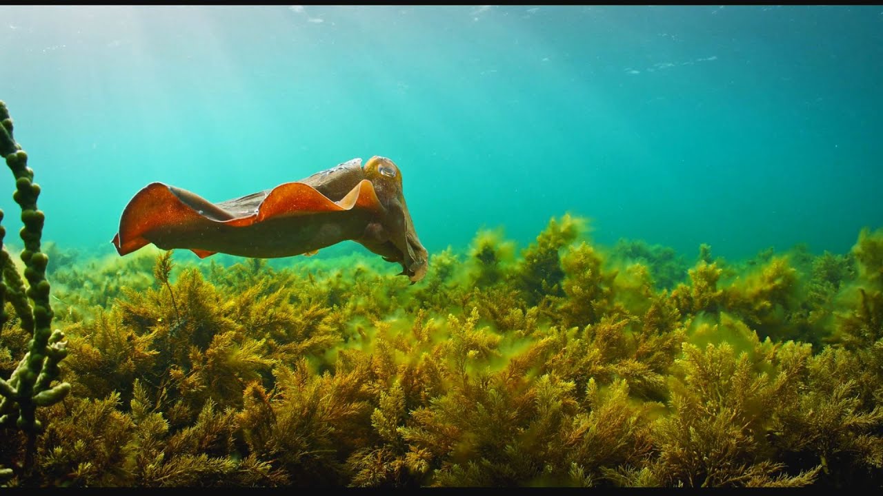 4K Cuttlefish | Underwater | Mollusks | Marine Life | Free Stock ...