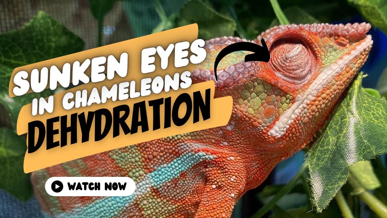 Sunken Eyes In Chameleons Dehydration YouTube Sunken Eyes In Chameleons Dehydration YouTube