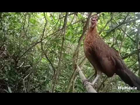 poj qaib seev .ໄກ່ແມ່ຕໍ່ເດີຊ່ວຍຕິດຕາມປີນີ້ຈະມາລົງຫຼາຍໂຕເດີ2023/8/24 - YouTube