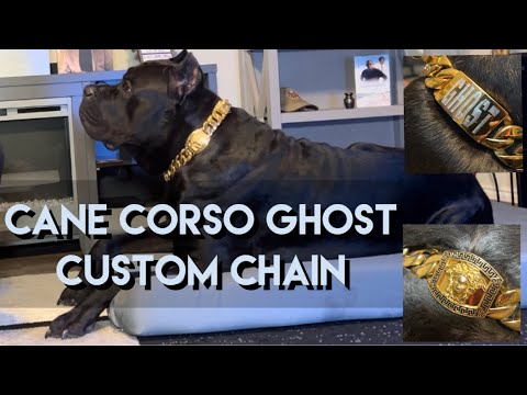 Cane Corso Custom Gold Chain By Big Dog Chains - YouTube