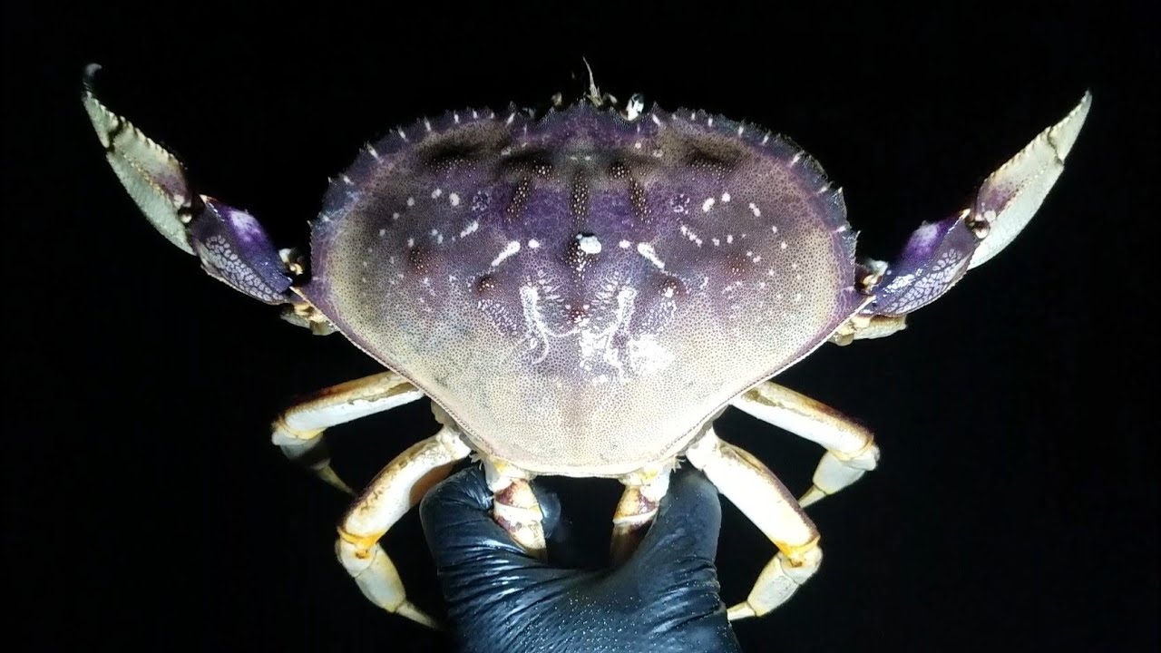 Catch BIG Crabs in the Dark! Night Gear and Surf Tips - YouTube