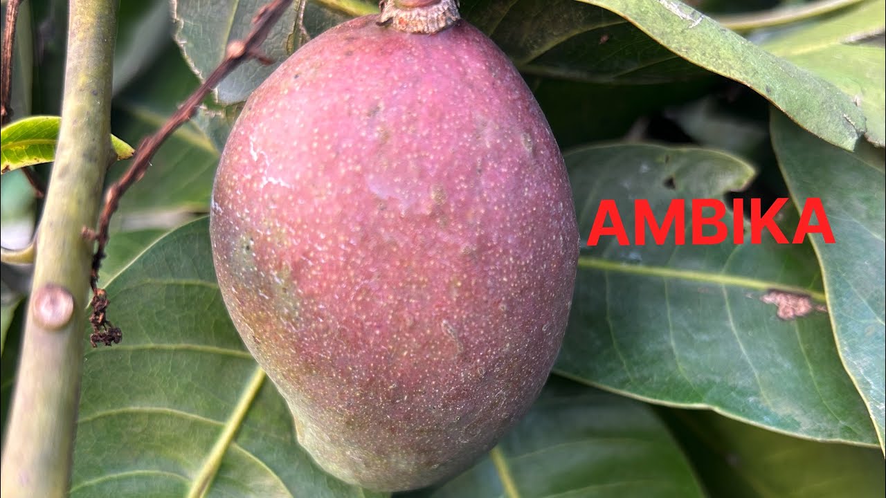 AMBIKA Mango - YouTube