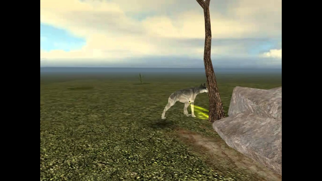 Wolf Marking Territory - YouTube