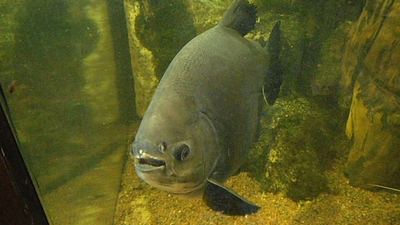 Piraña pacu: Myleus pacu - YouTube
