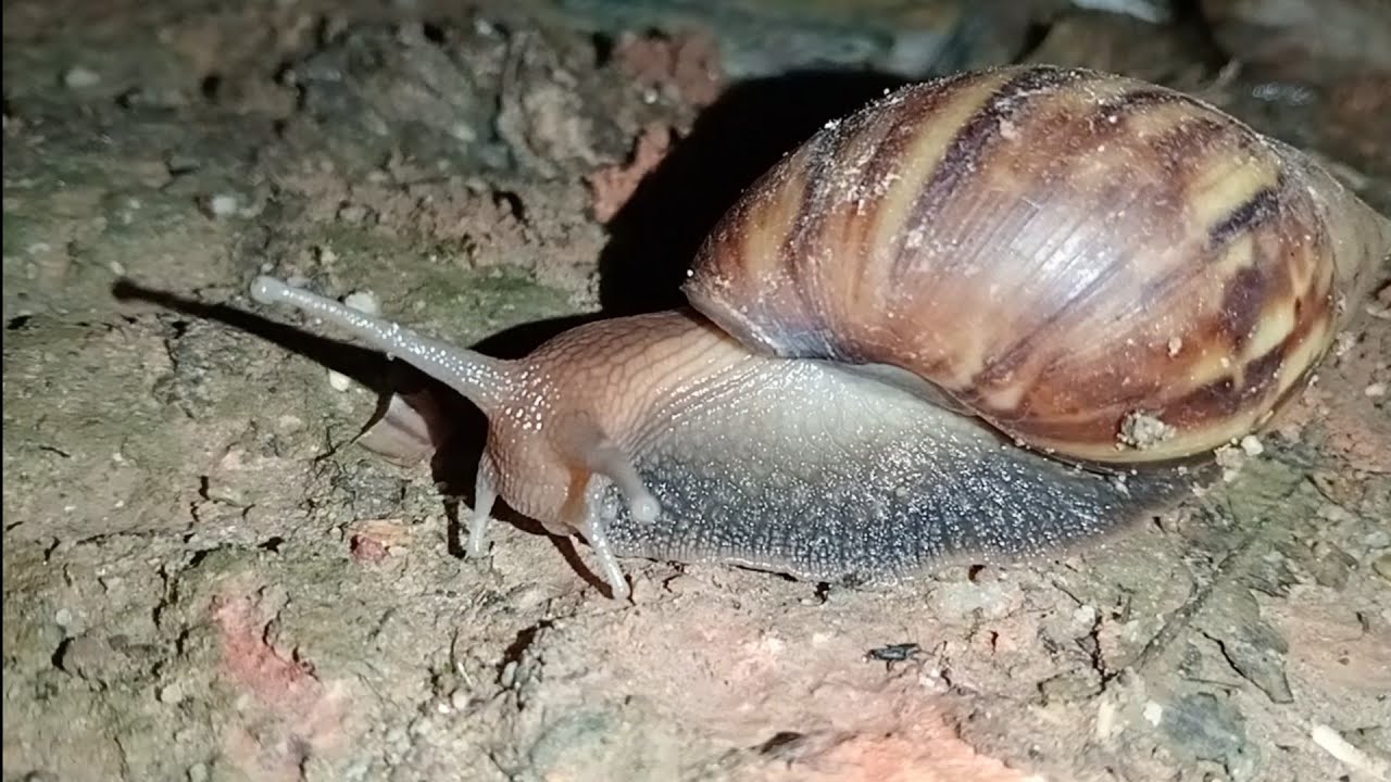 snails siput bekicot - YouTube
