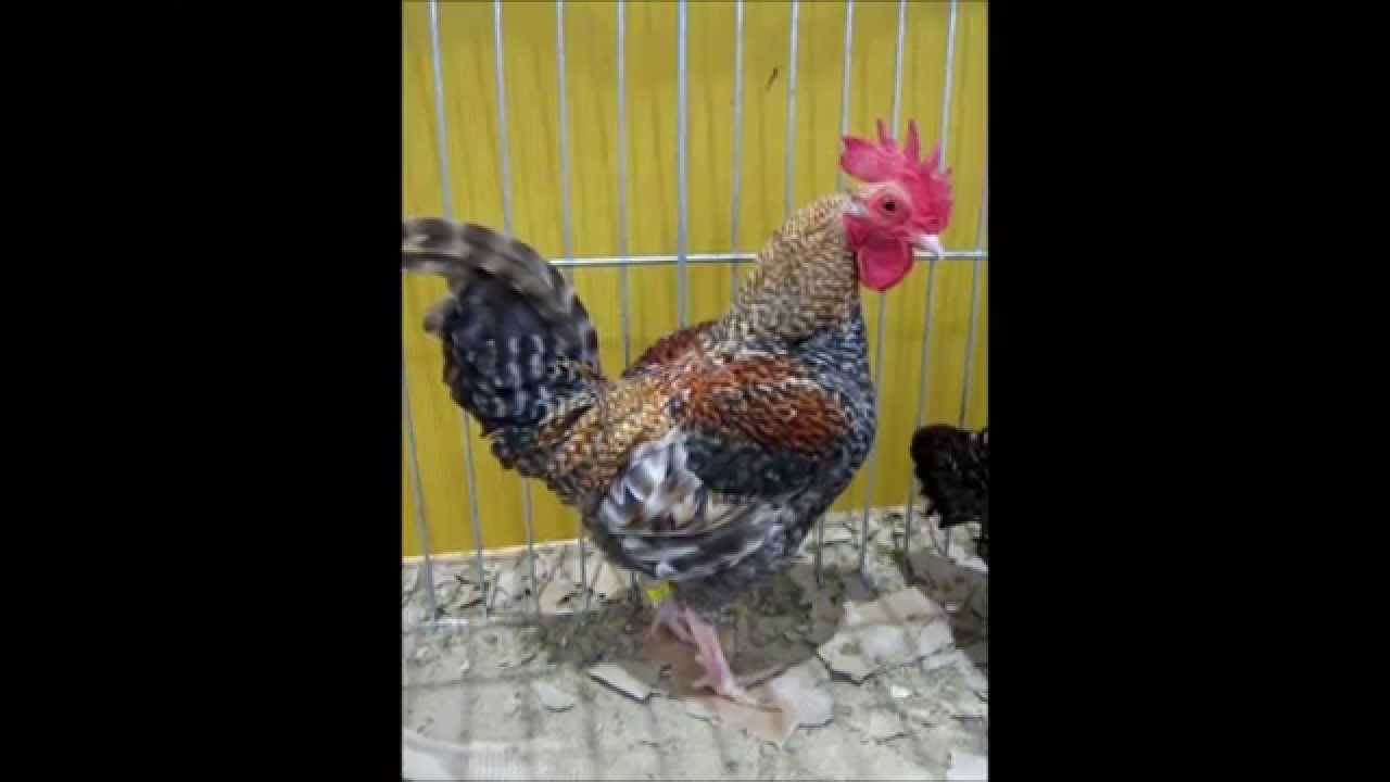 Crele Old English Game Bantam, Altenglische Zwergkämpfer kennfarbig ...
