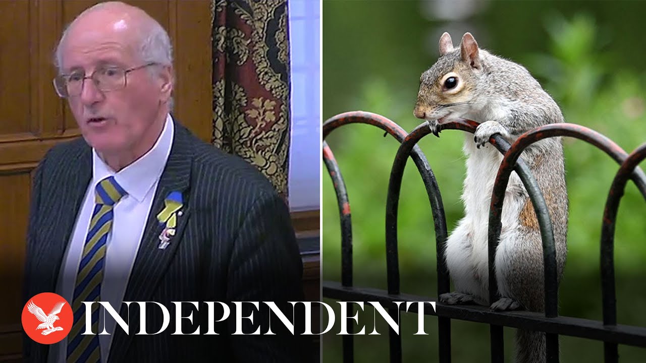MP describes grey squirrels as 'Hamas of the squirrel world' during ...