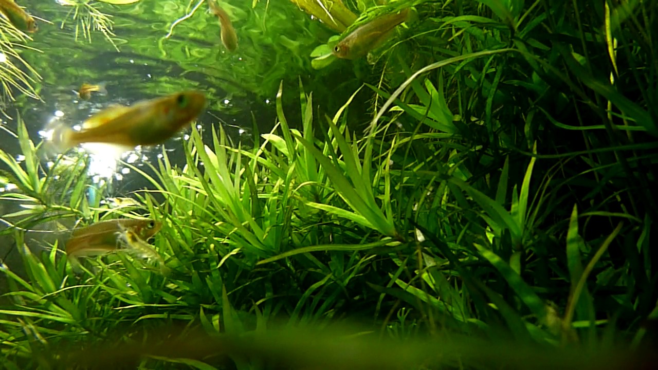 Underwater Video of my shrimp, rasbora and rainbow fry tank. - YouTube
