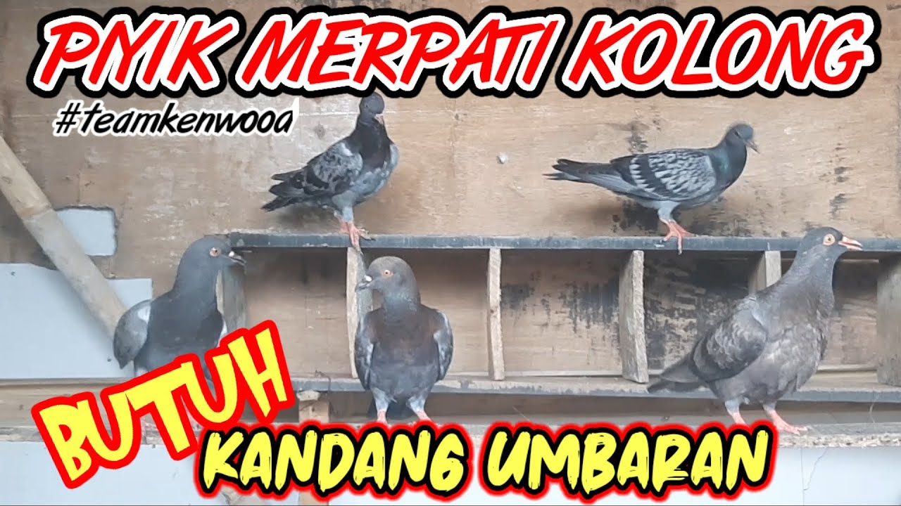 GRAND OPENING KANDANG UMBARAN PIYIK MERPATI // MERPATIKU // TEAM ...