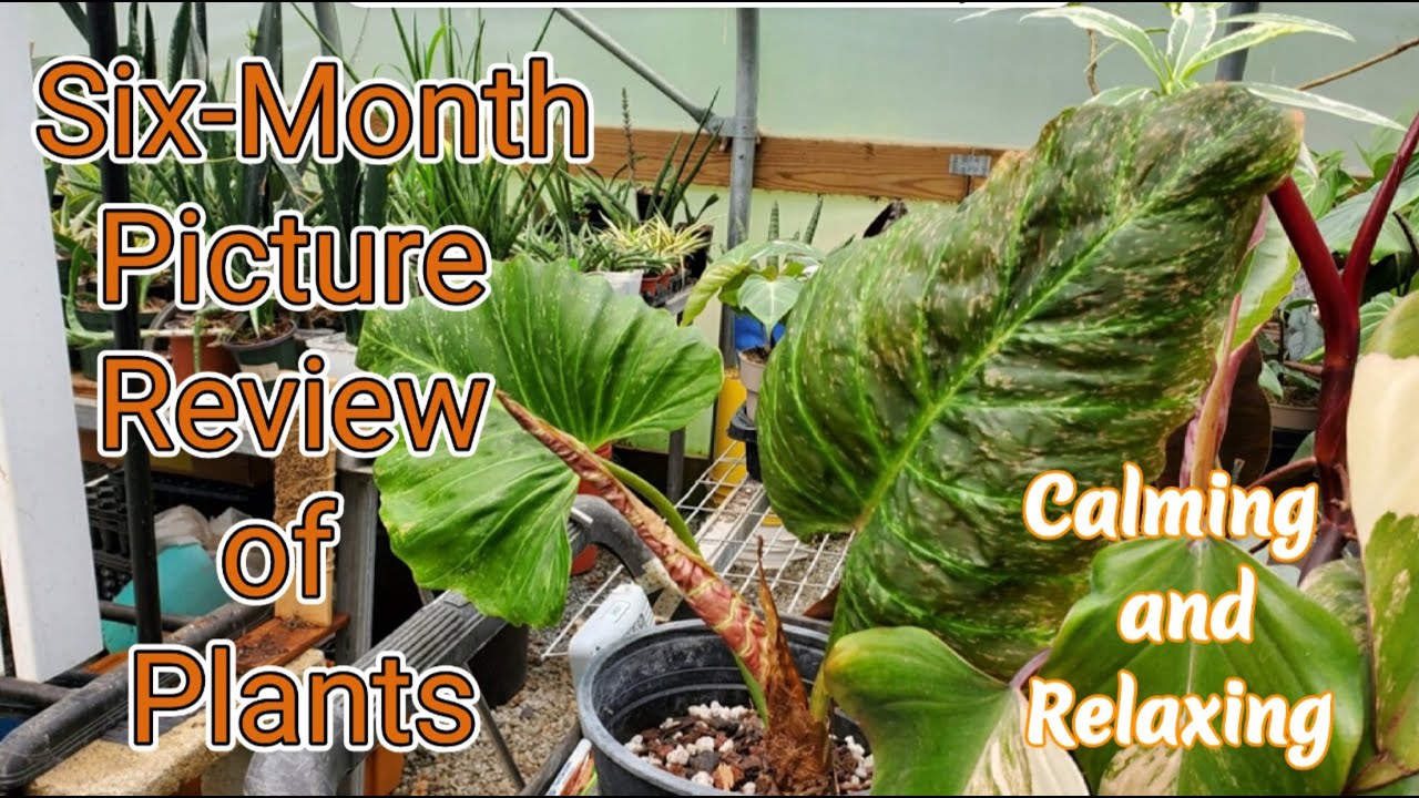 Six-Month Picture Review of Plants (Calming & Relaxing) - YouTube