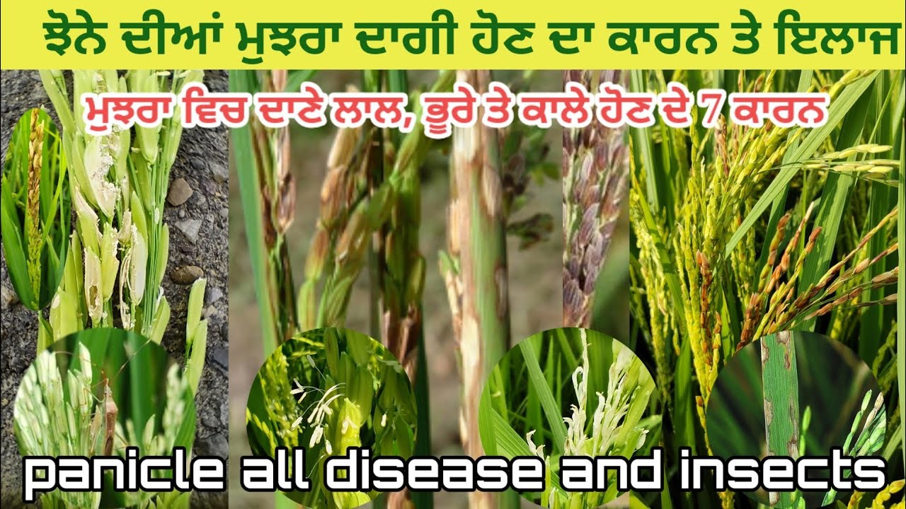 ‌panicle disease paddy | rice panicle - YouTube