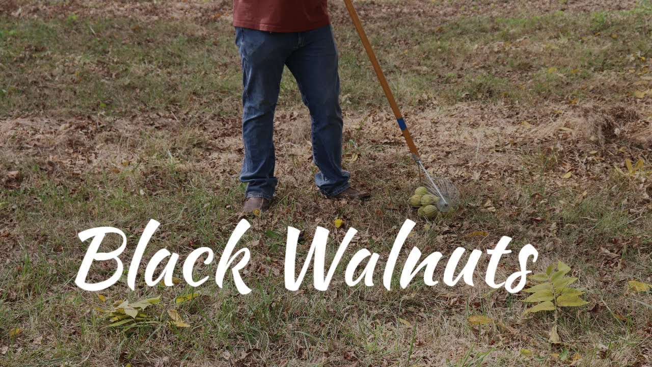 Black Walnut Research Project - YouTube