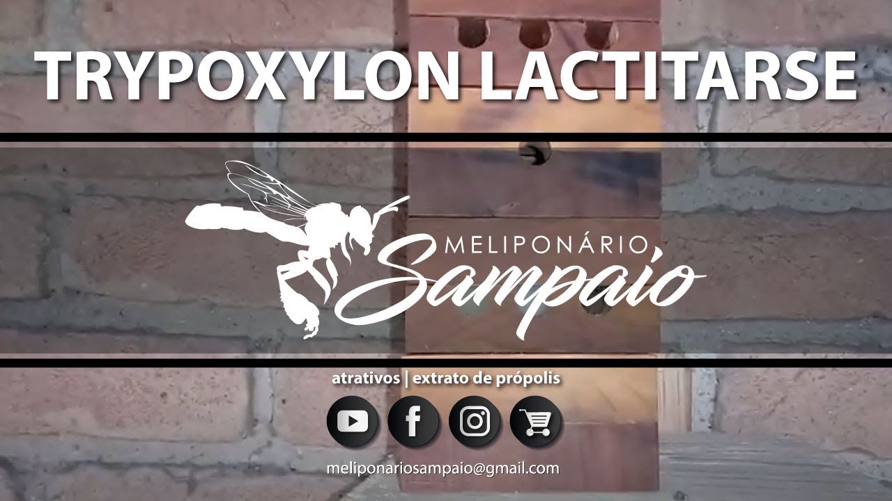 Trypoxylon Lactitarse - Segundo contrato fechado na Beebox Sampaio. (1/ ...