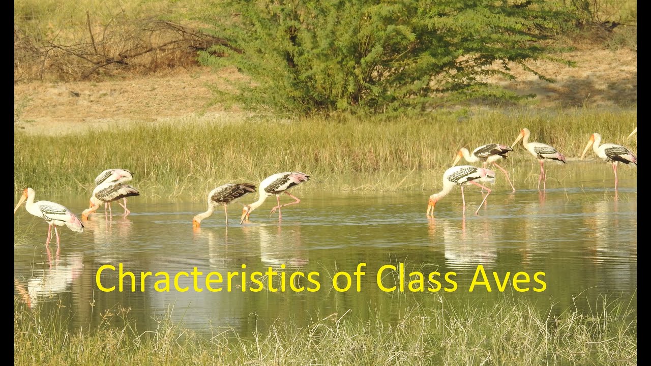 Class Aves General Characteristics: Salient Features of Class Aves or ...