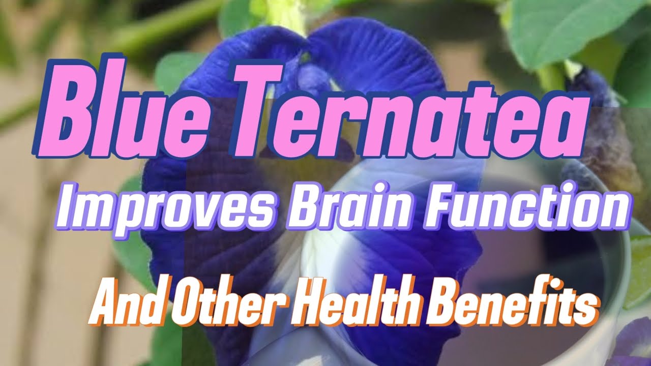 Blue Ternatea for Brain|Healthy Tea|Health Benefits - YouTube