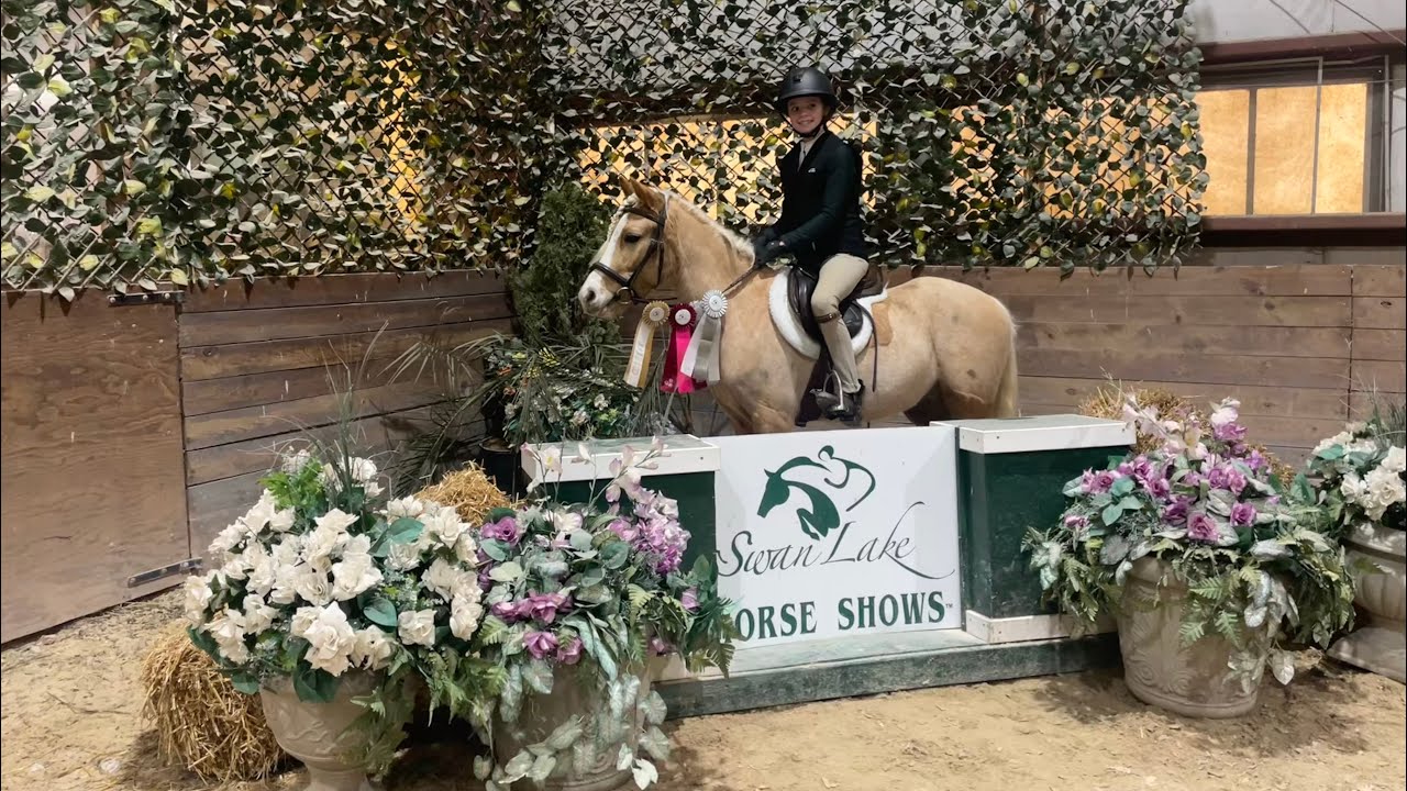 2020 Welsh X Hannovarian gelding - YouTube