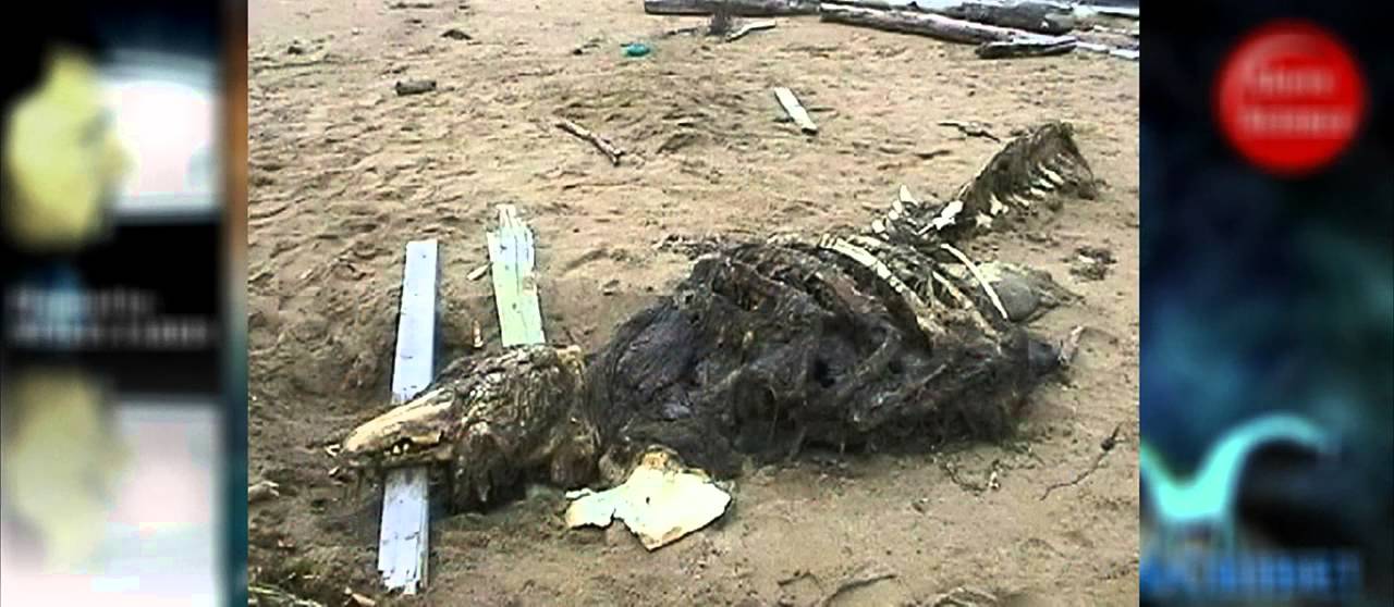 Mystery Sea Monster Washes Ashore in Russia - YouTube