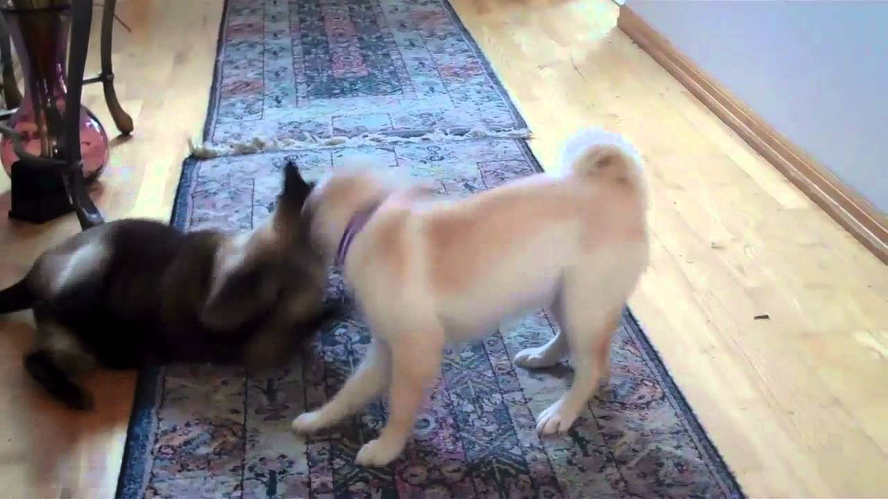 Shiba Inu and Siamese Play-Fight Round 1: Pug referees - YouTube