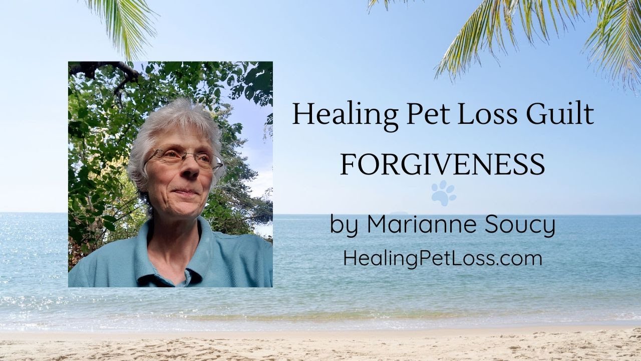 Forgiveness - Healing Pet Loss Guilt - Padme the angel dog - YouTube