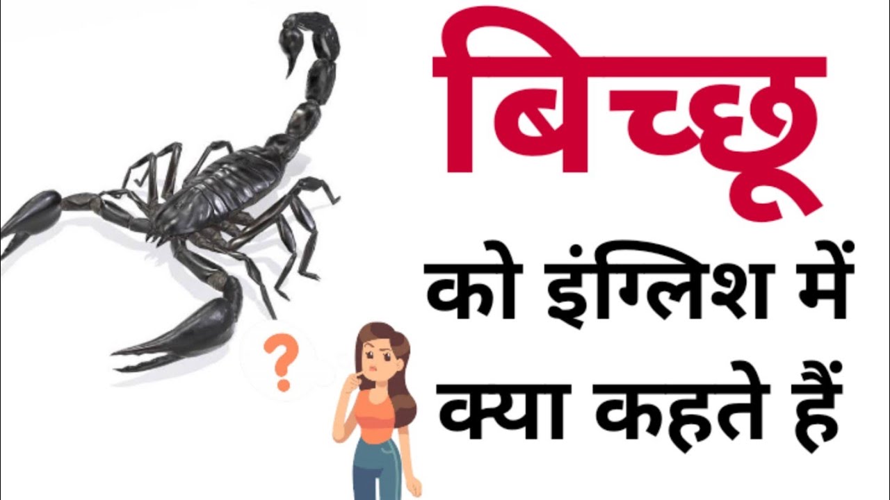 बिच्छू को इंग्लिश में क्या कहते हैं | Bichhoo ko english mein kya ...