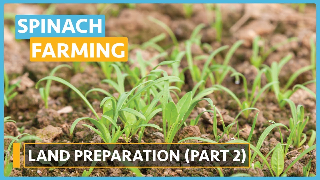 Spinach Farming (Lesson 6) - Land Preparation Part 2 - YouTube