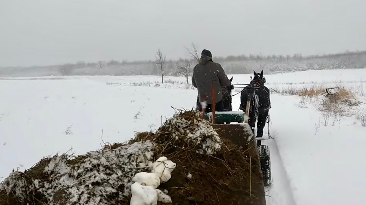 HORSES SPREADING MANURE IN A SNOW STORM!! // Draft Horse Farming #418 ...