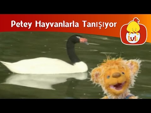 Petey Hayvanlarla Tanışıyor - Kuğu ve maymun, Luli TV