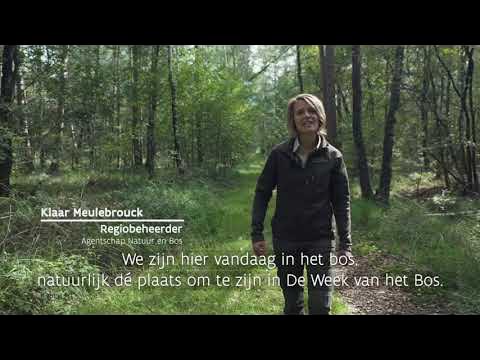 Bosbeheer | Natuur en Bos - YouTube