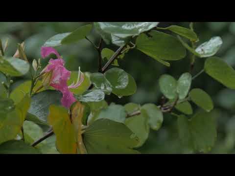 Relaxing Music & Rain Forest Sounds - Beautiful Ambient Music for Deep Sleep 40 Minutes.