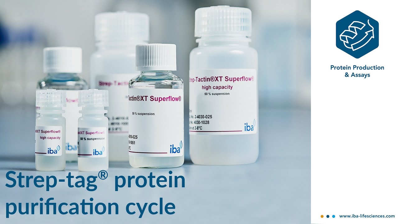 Strep-tag® protein purification cycle - YouTube
