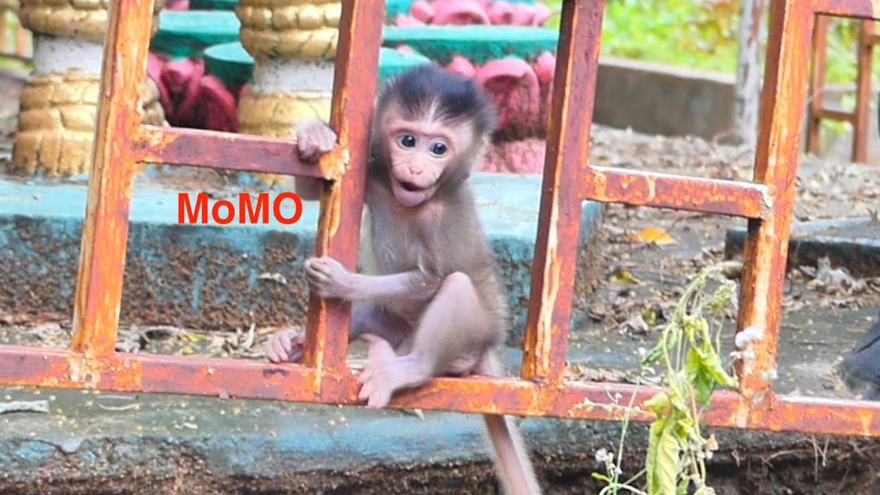 Wow!! Baby monkey MoMo jump again and again to making her capacity stronger and happily - YouTube