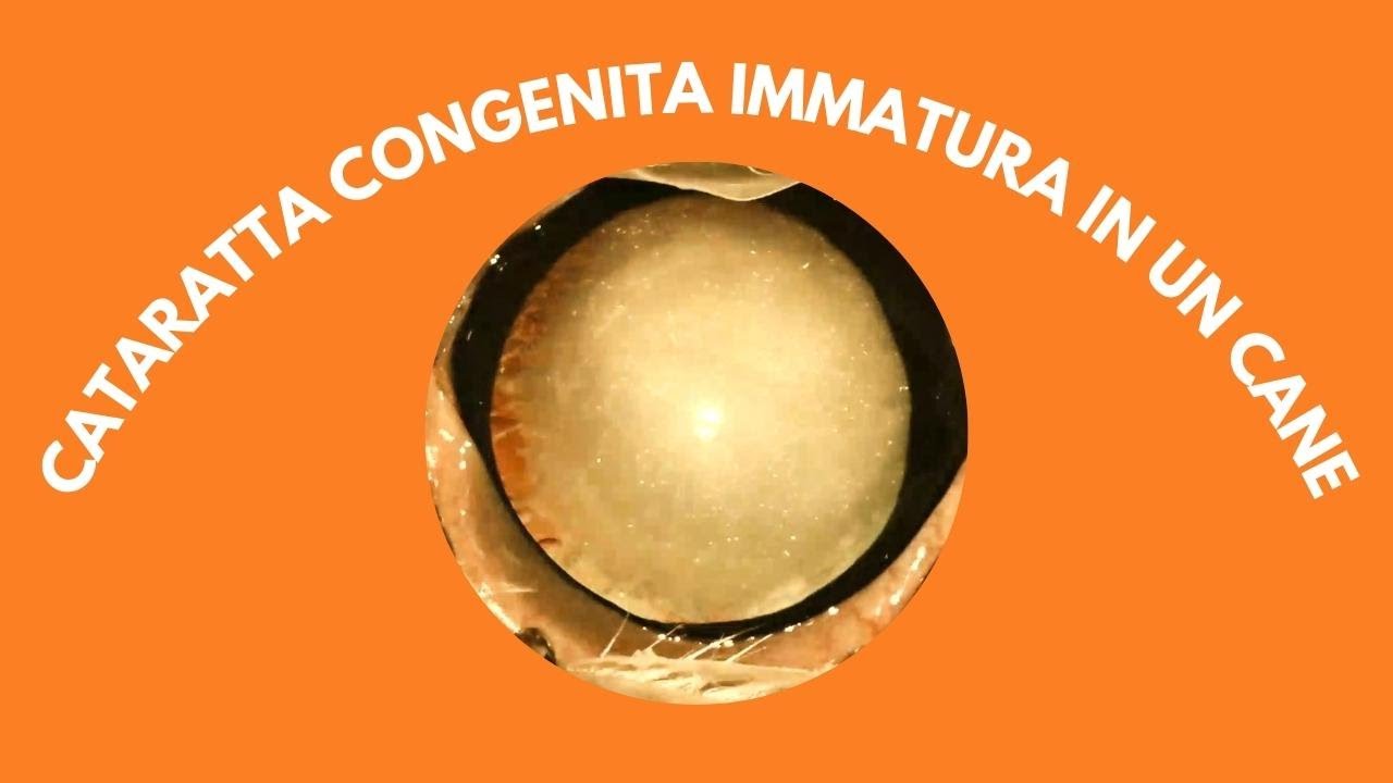 Cataratta Congenita Immatura in un Cane - YouTube