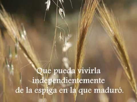 La espiga y la vida. - YouTube