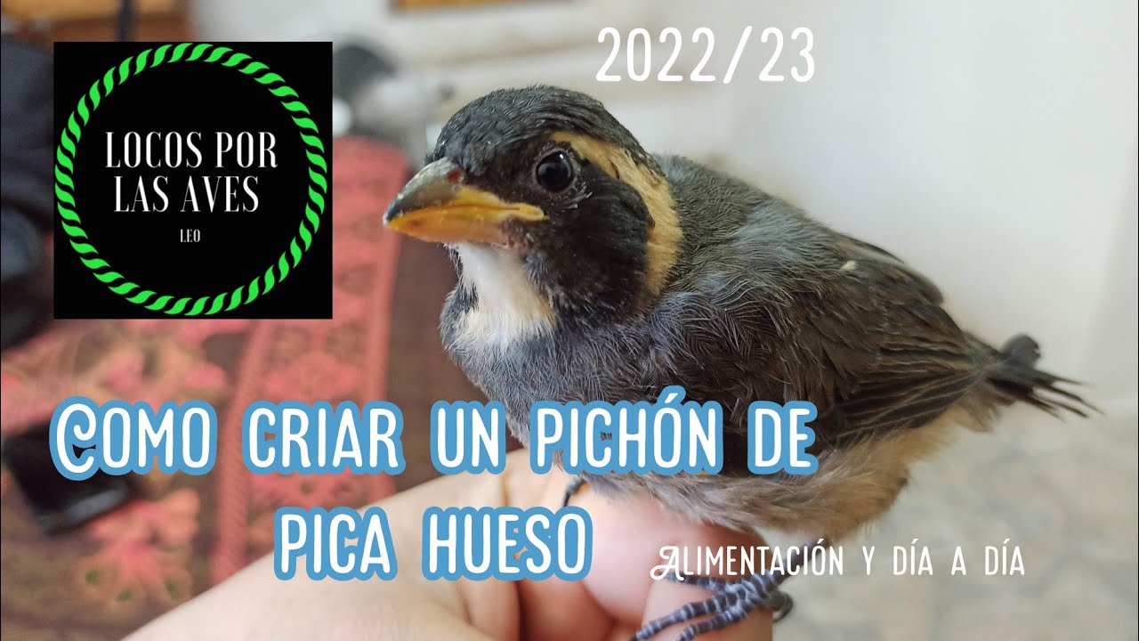Como criar un pichón de picahueso o chiviro - YouTube