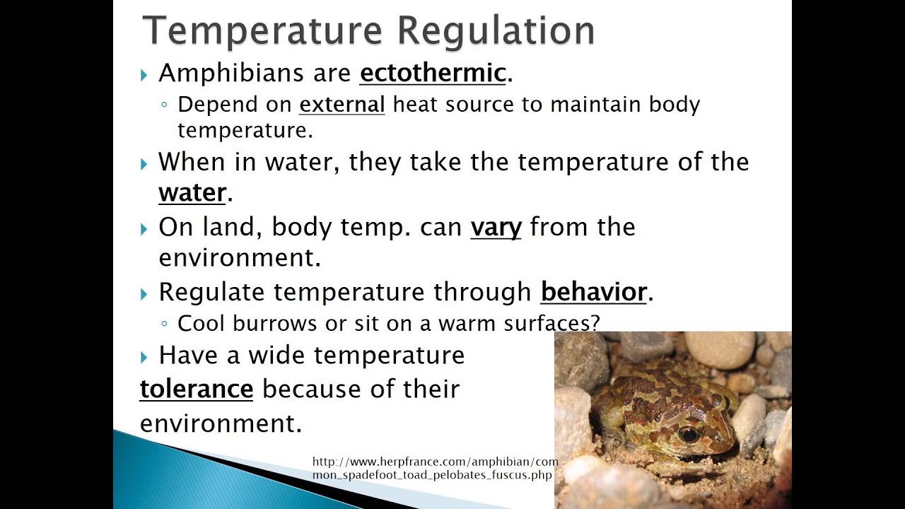 Amphibians Notes part 2 - YouTube