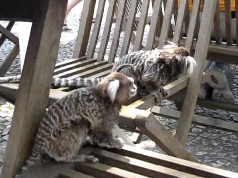 singe mico a rio de janeiro sur pain de sucre - monkey - YouTube