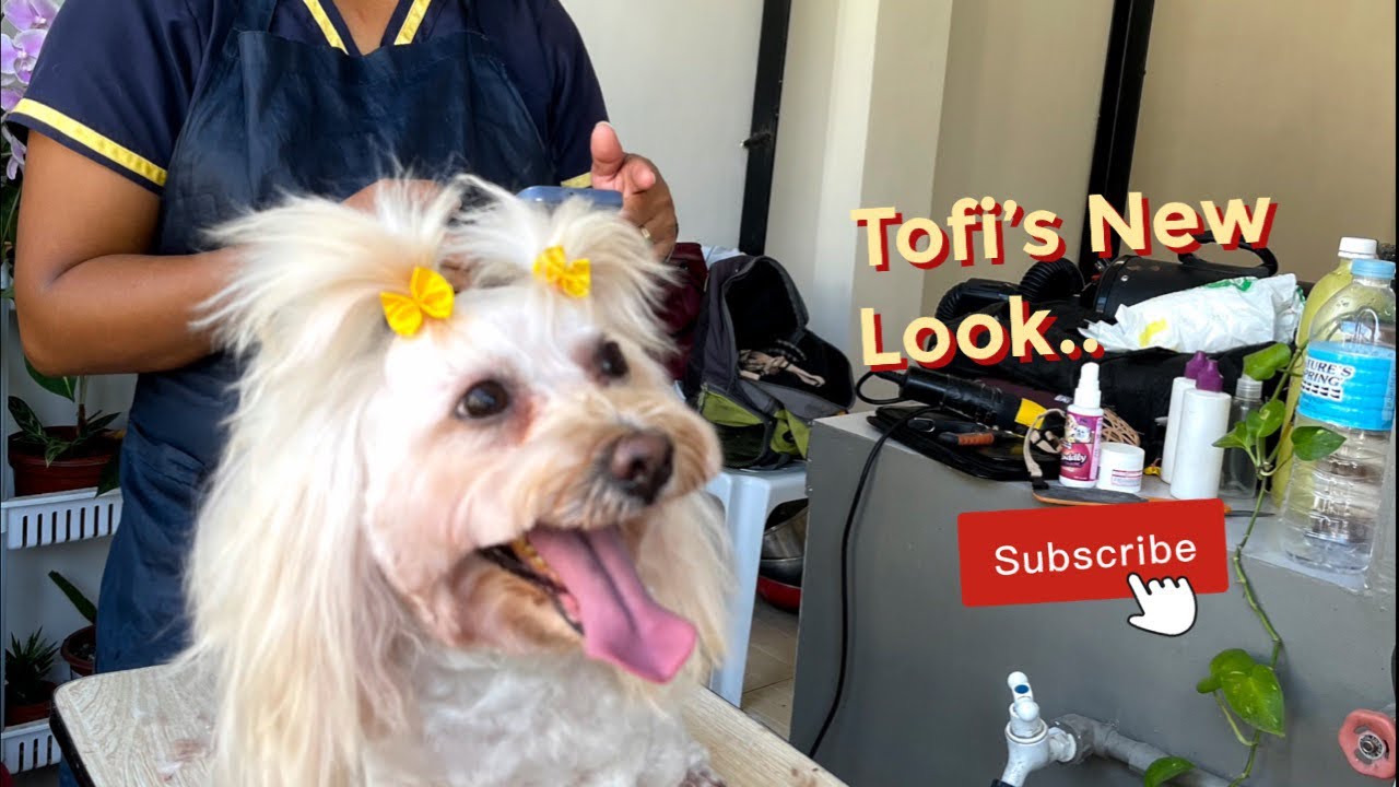 Tofi’s New Look Now!!!! AKA/ Taindai Thanks to #petgroomer 😺 - YouTube
