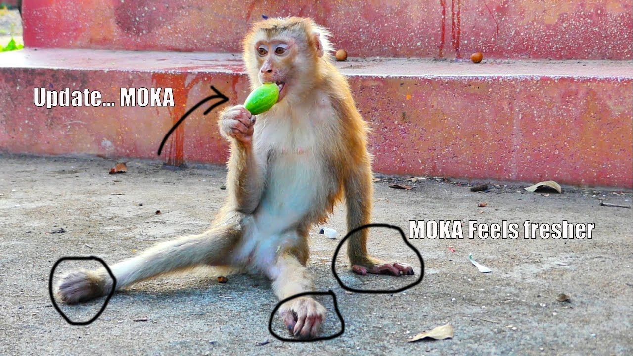 Wow, Awesomely to see cute girl MOKA monkey recover, sitting reaction ...