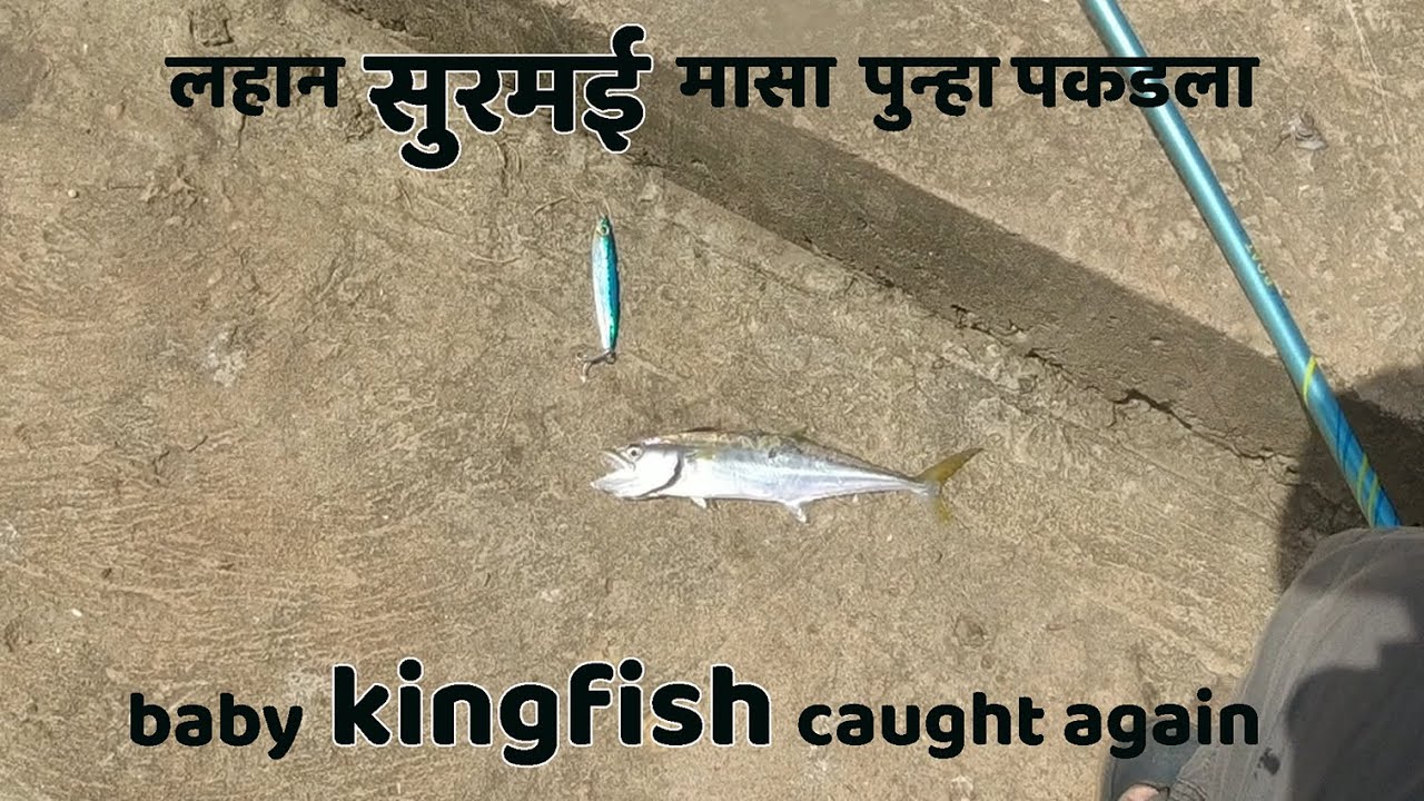 लहान सुरमई मासा पुन्हा पकडला Baby surmai fish caught again - YouTube