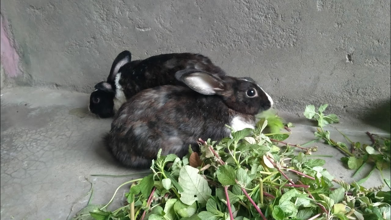 rabbit angry - YouTube