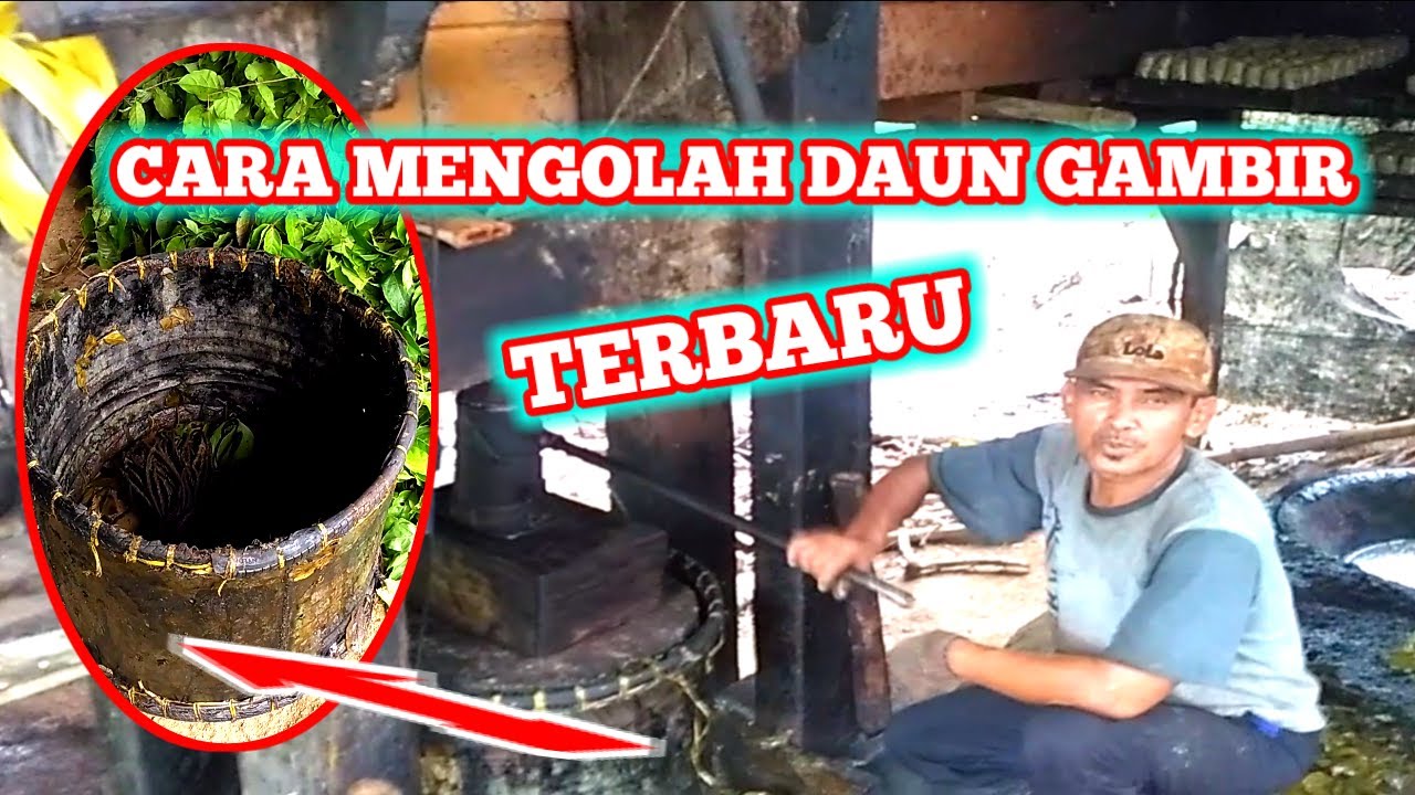 Mengintip proses pengolah daun Gambir terbaru - YouTube