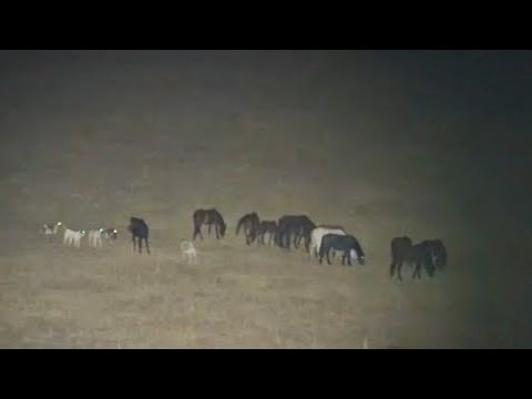 ALİ DAYI NASIL KAYBOLDU(Anlatıyor)- Gece Koyuna Kurt Geldi