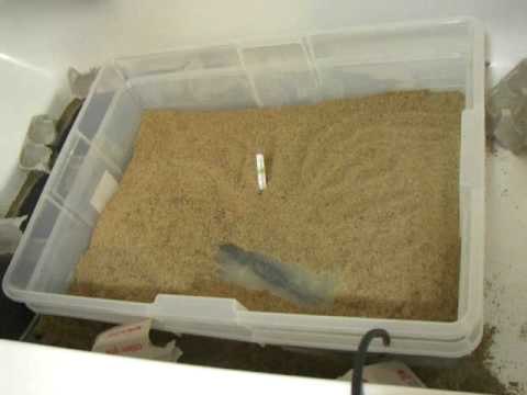 Cricket breeding and care part 1 - YouTube