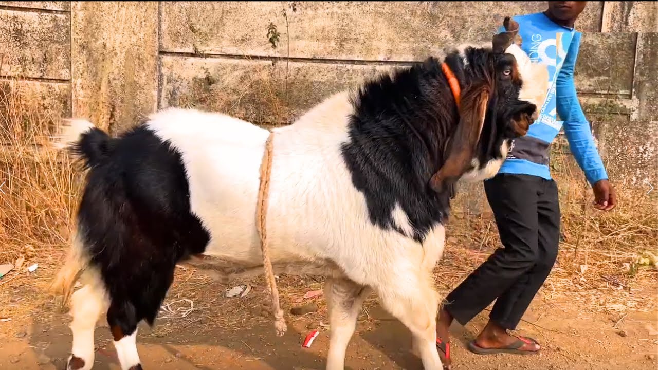 Modern goat farming/ Biggest Kota Goat, Top Height & Heavy Weight - YouTube