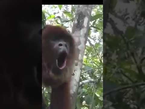 MONYET BERSUARA  SANGAR