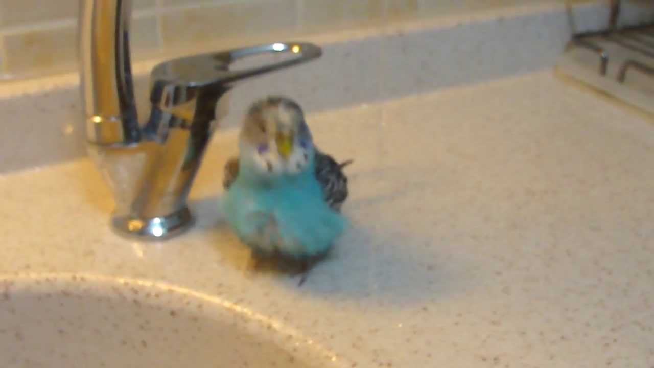 Parakeet having a bath - Parakeet taking a bath - YouTube