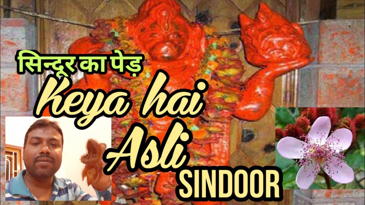 Real Sindoor Tree || Asli Sindoor || Bixa Orellana || Sindoor ka Ped ...