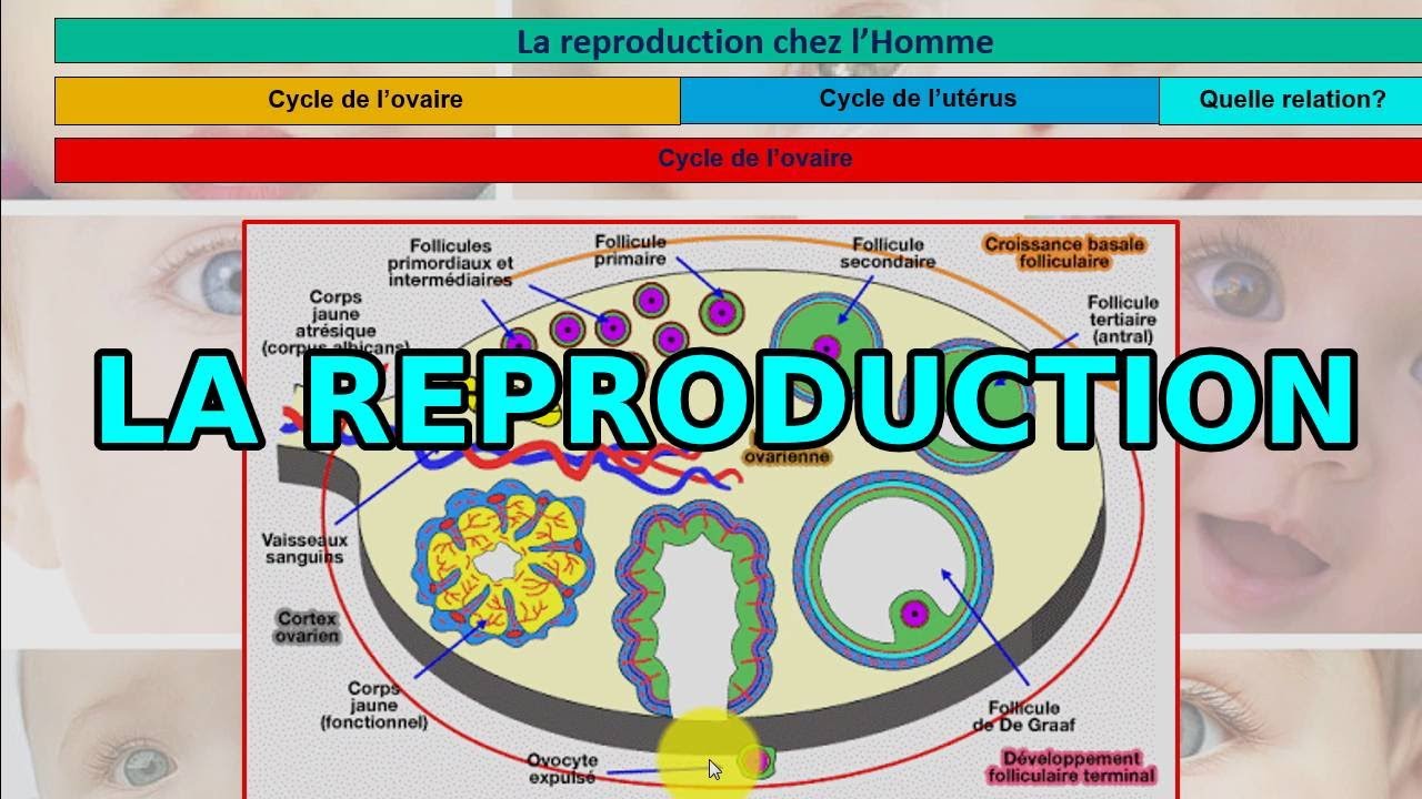 La reproduction chez l'Homme 2 2AC - YouTube