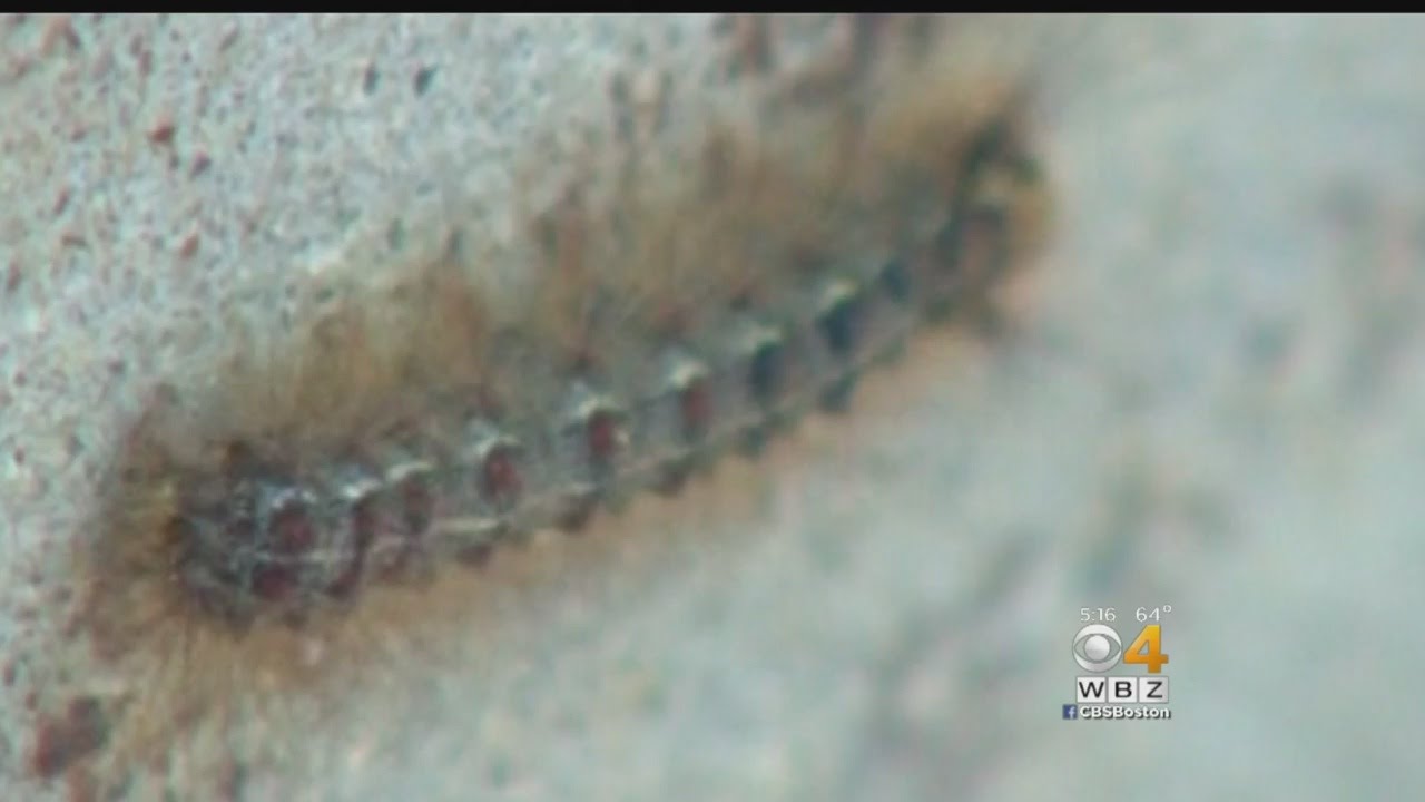 Gypsy Moth Caterpillars Causing Rash Similar To Poison Ivy - YouTube