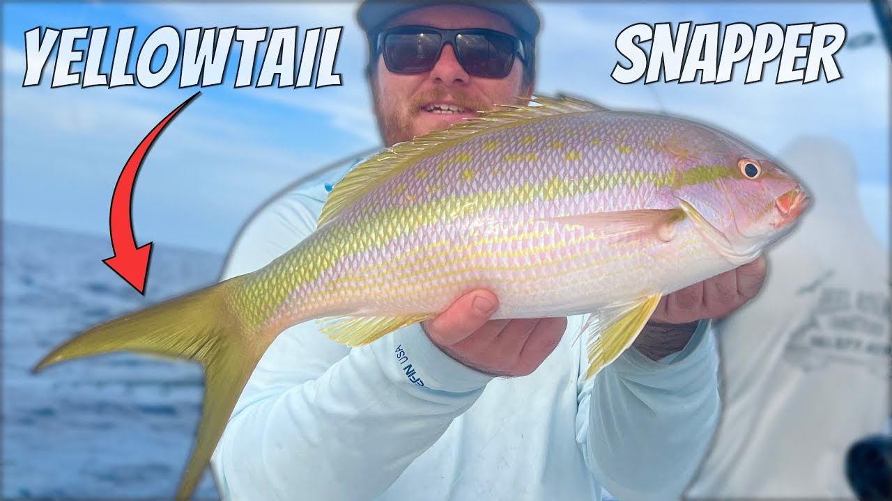 Catching BIG YELLOWTAIL Snapper! - YouTube